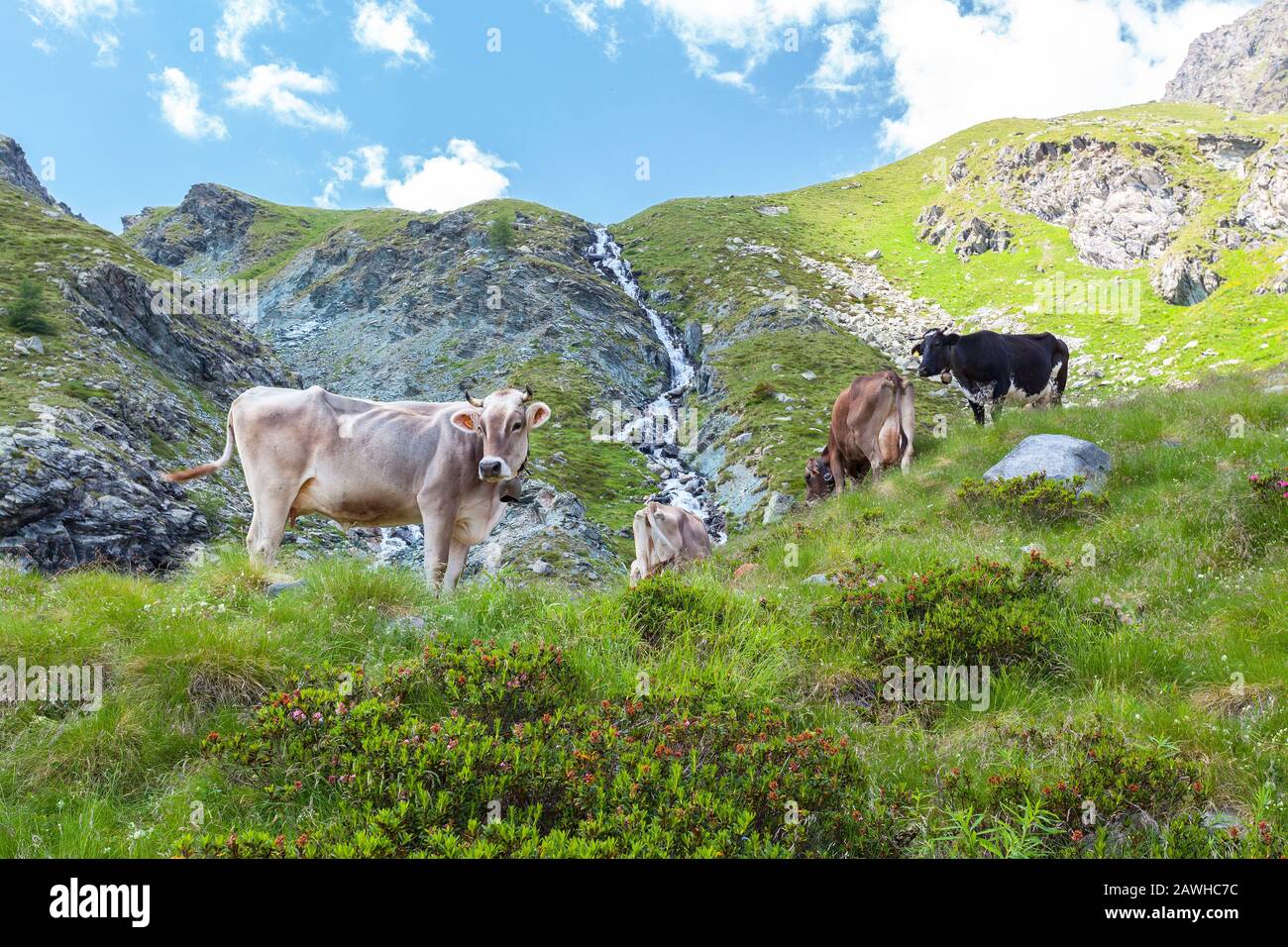 Alpine cows grazing hi-res stock photography and images - Alamy