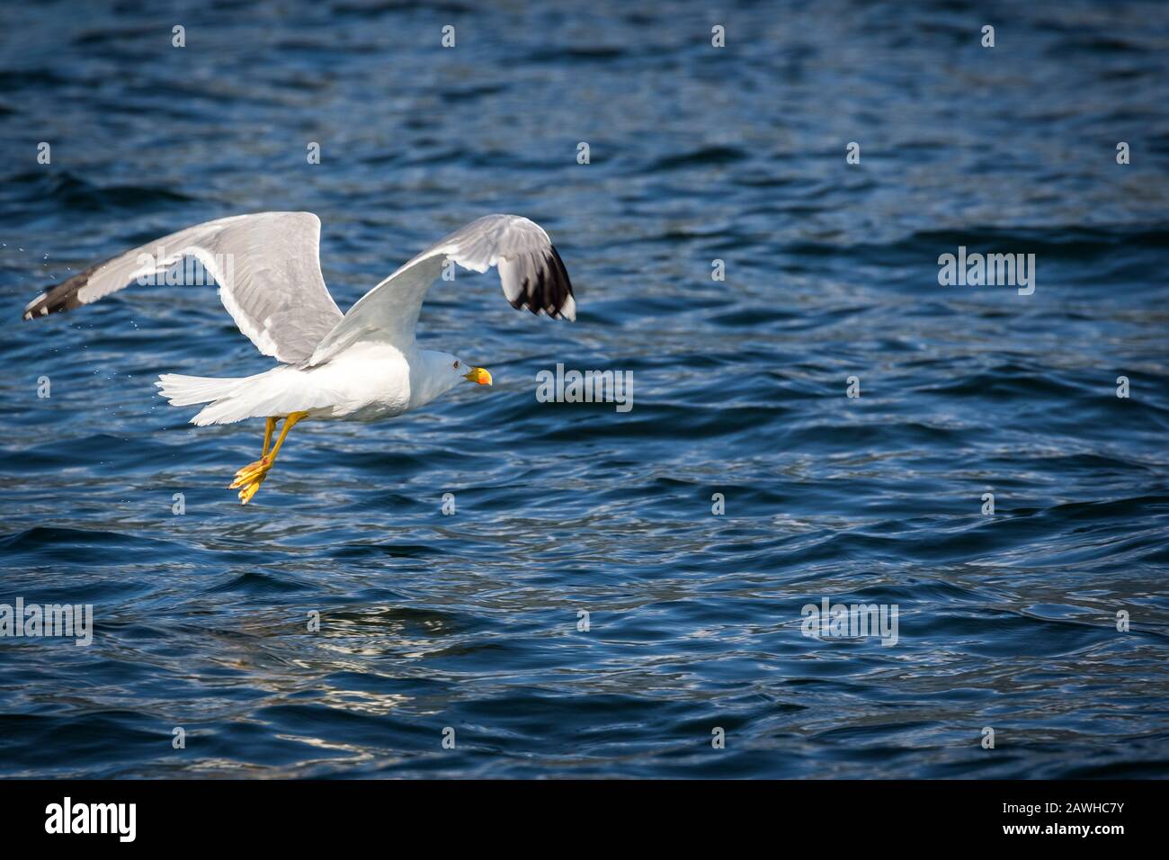 Mediterranean Seagull in fly - (Larus michahellis Stock Photo - Alamy