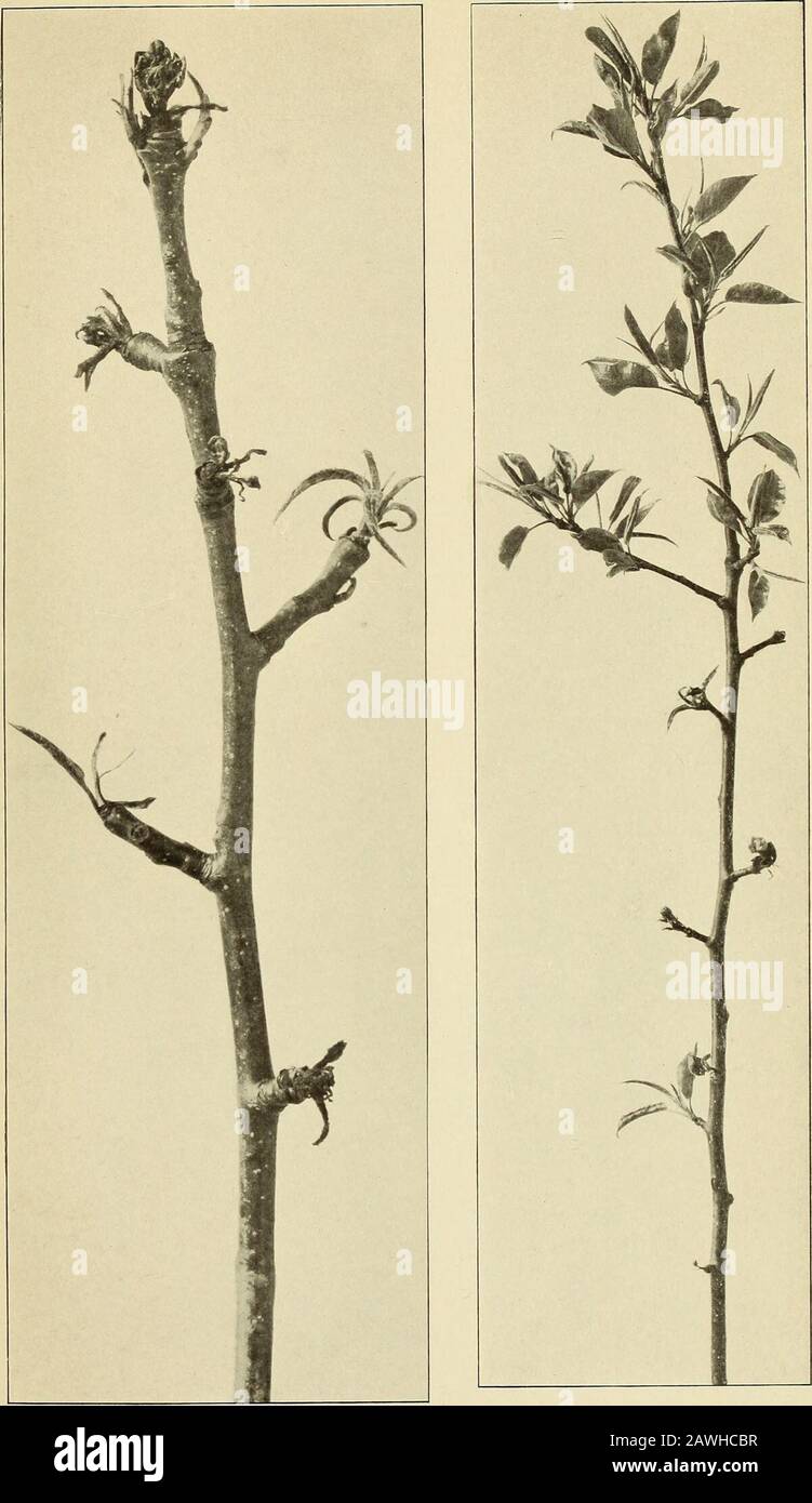 Long slightly curved claws hi-res stock photography and images - Alamy