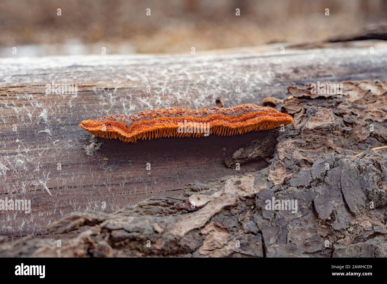 Maze gill fungus hi-res stock photography and images - Alamy