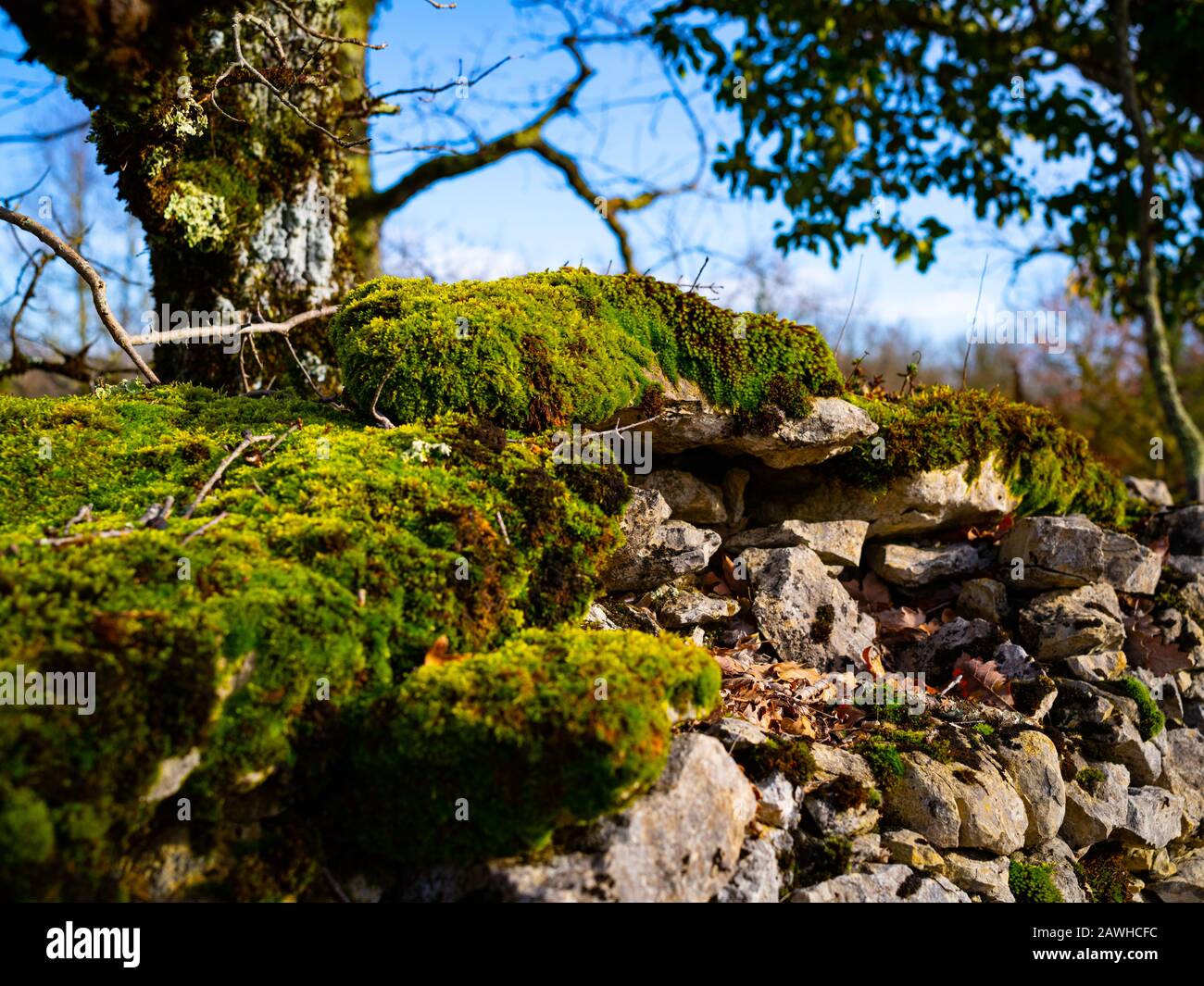 Moss covered stone hi-res stock photography and images - Alamy