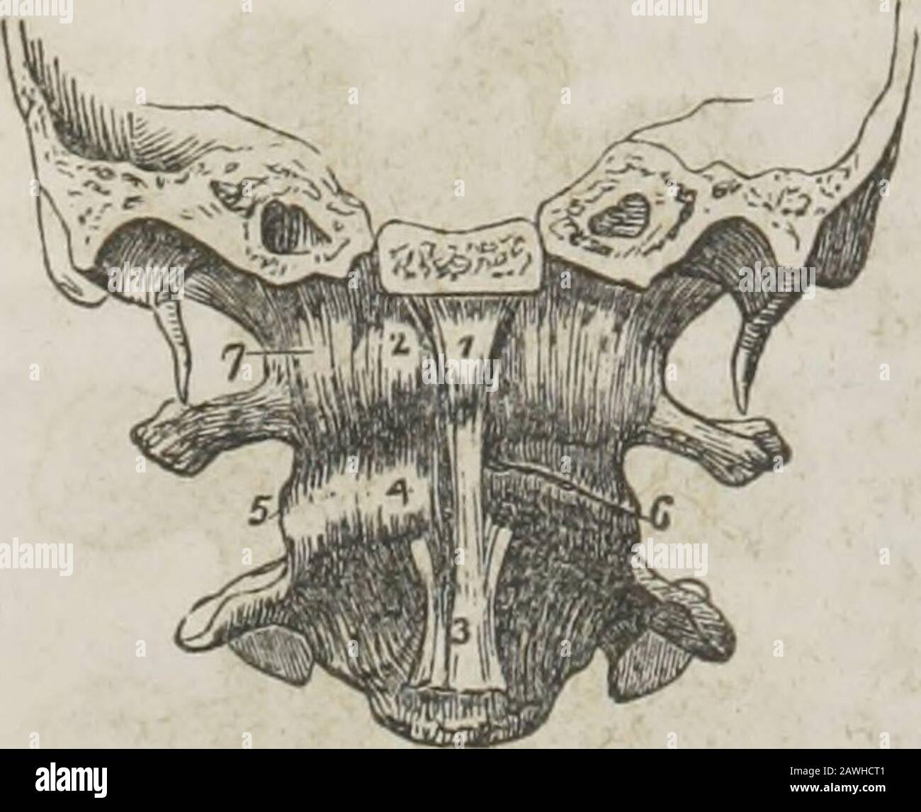 Transverse process of atlas hi-res stock photography and images - Alamy