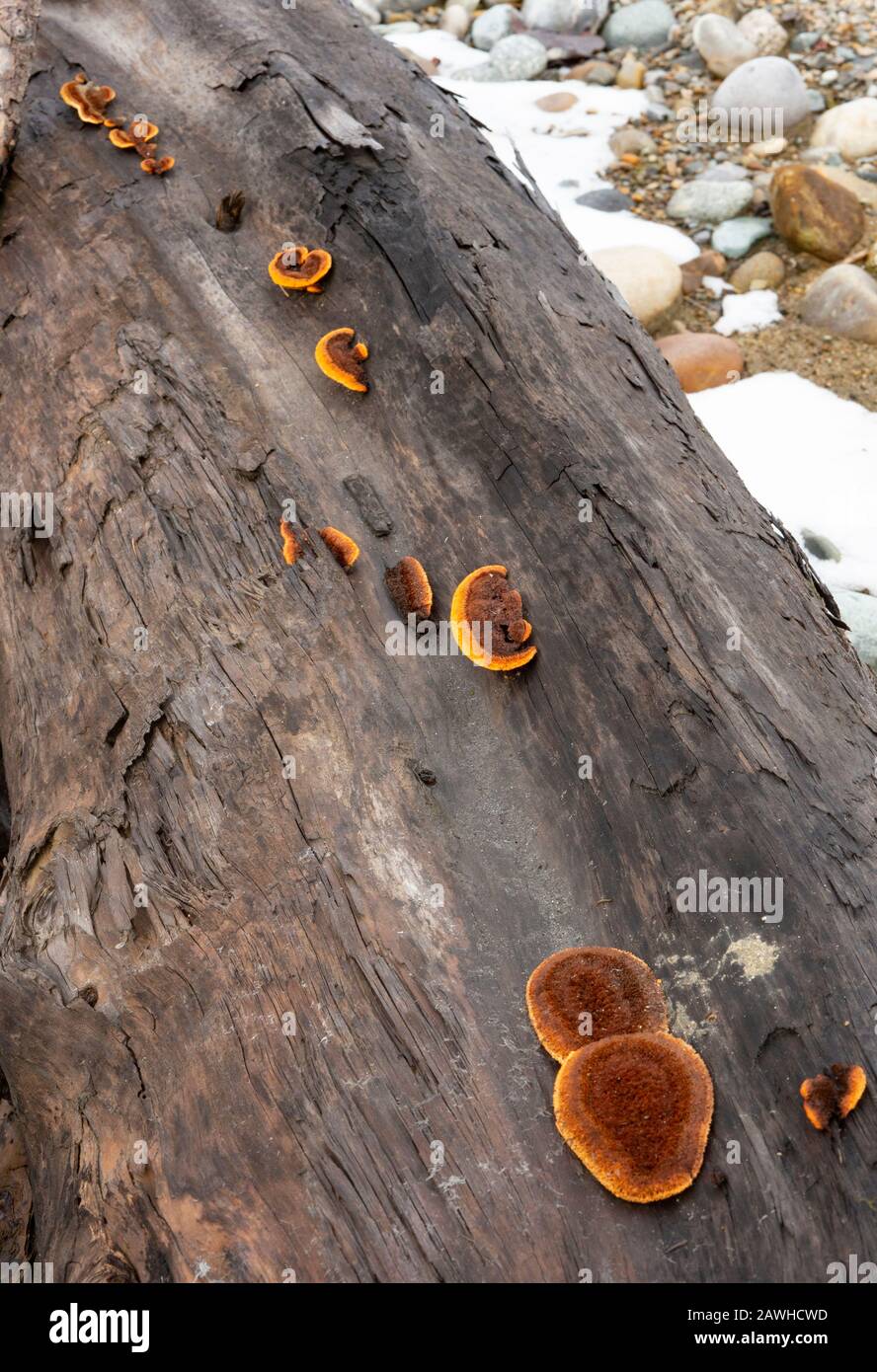 Gloeophyllum sepiarium, Rusty Gilled Polypore, growing on the trunk of ...