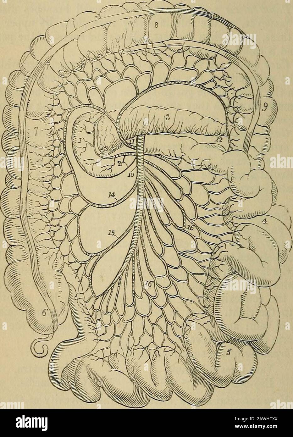 The anatomist's vade mecum : a system of human anatomy . in number ...