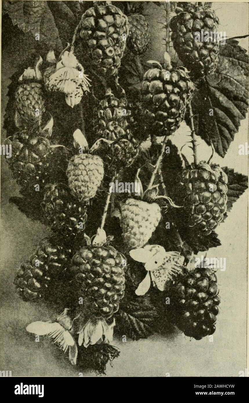 Adapted plantations hi-res stock photography and images - Alamy