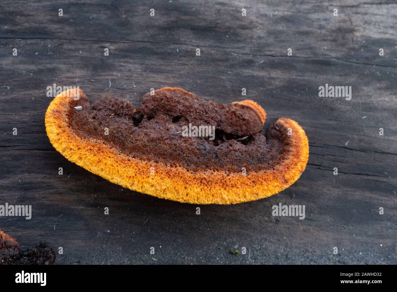 Gloeophyllum sepiarium, Rusty Gilled Polypore, growing on the trunk of ...
