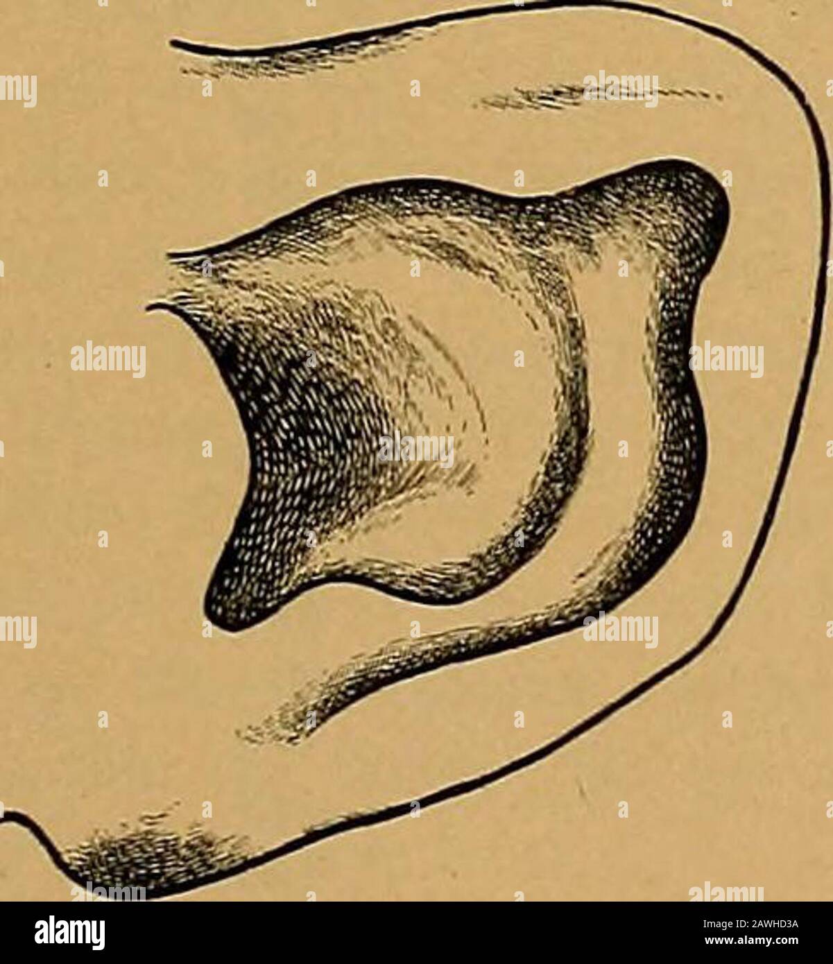 The Philippine journal of science . from heavy brow ridges tothe wide ...