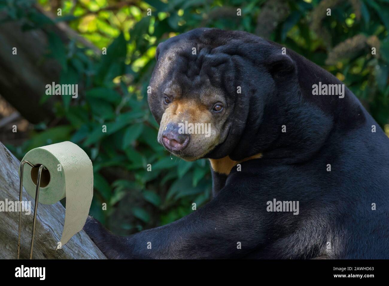 Bear surprise hi-res stock photography and images - Alamy