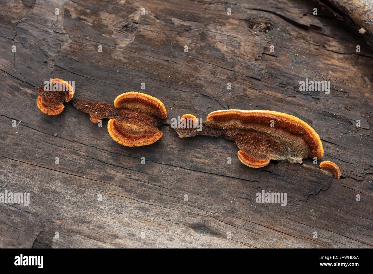 Gloeophyllum sepiarium, Rusty Gilled Polypore, growing on the trunk of ...