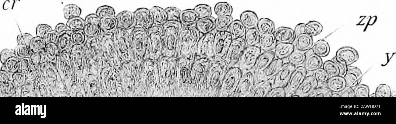 The development of the human body; a manual of human embryology . .- -z ...