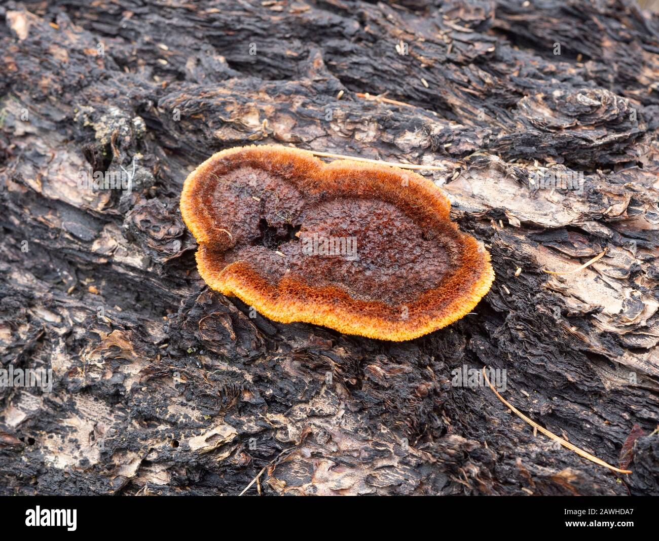 Agaricus boletiformis hi-res stock photography and images - Alamy