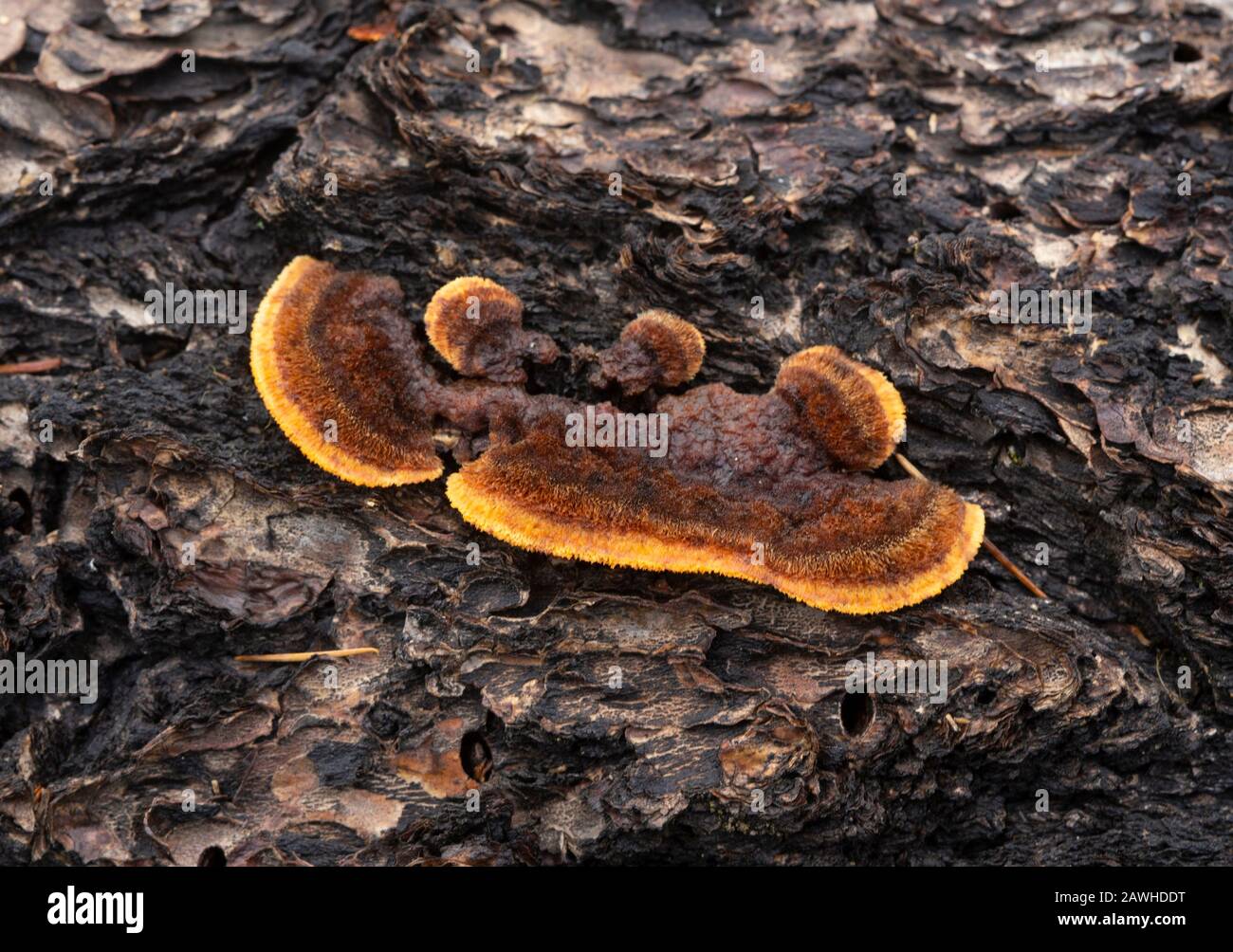 Gloeophyllum sepiarium, Rusty Gilled Polypore, growing on the trunk of ...