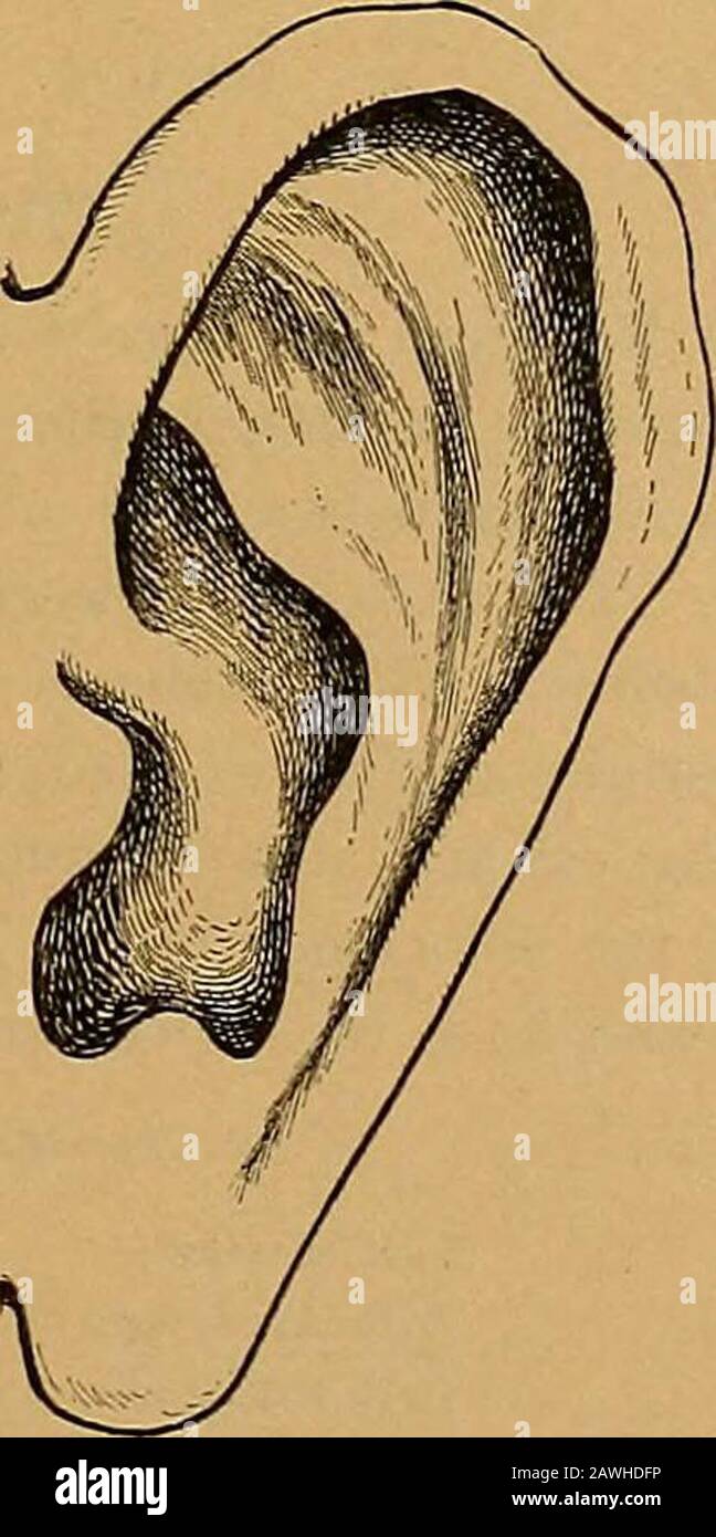 Inferior Concha High Resolution Stock Photography and Images - Alamy
