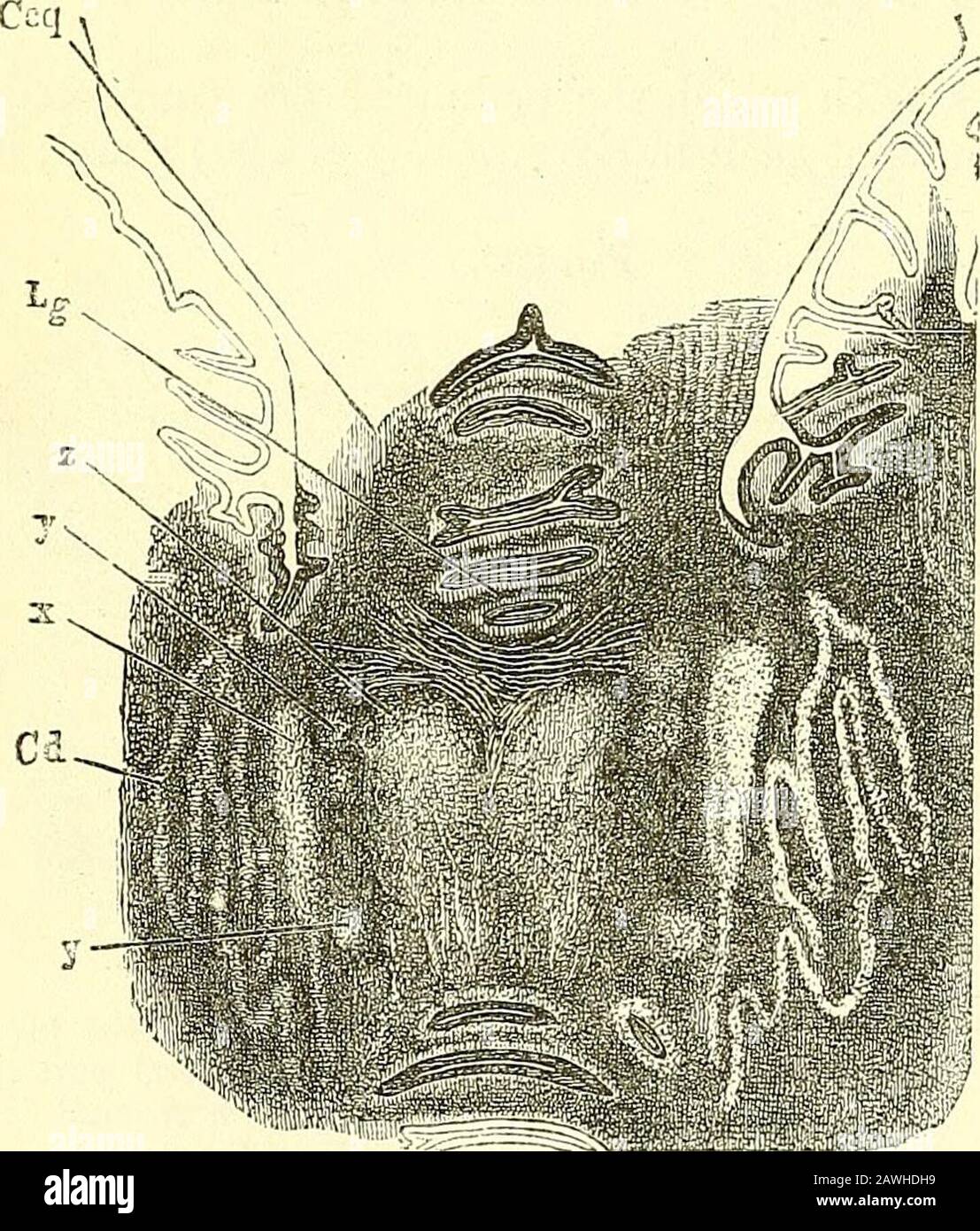 Vermiform Process High Resolution Stock Photography and Images - Alamy