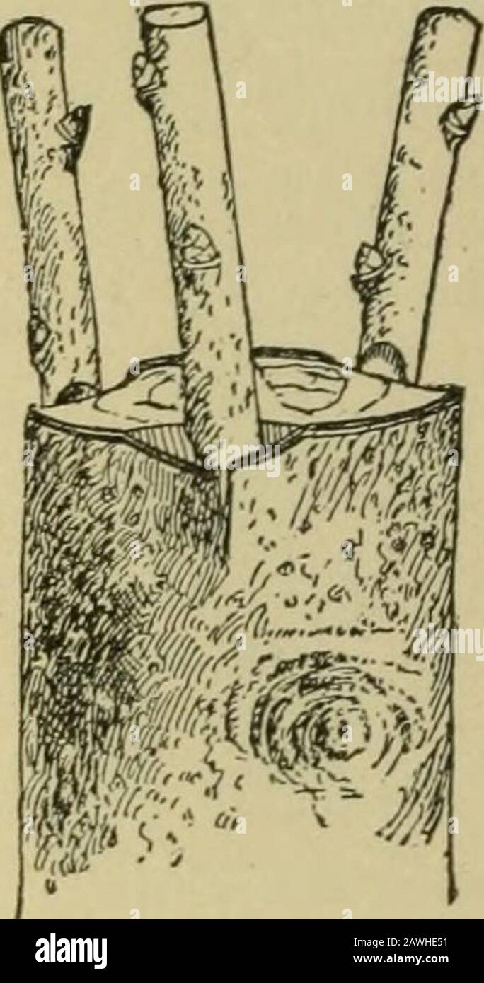 Crown grafting hi-res stock photography and images - Alamy