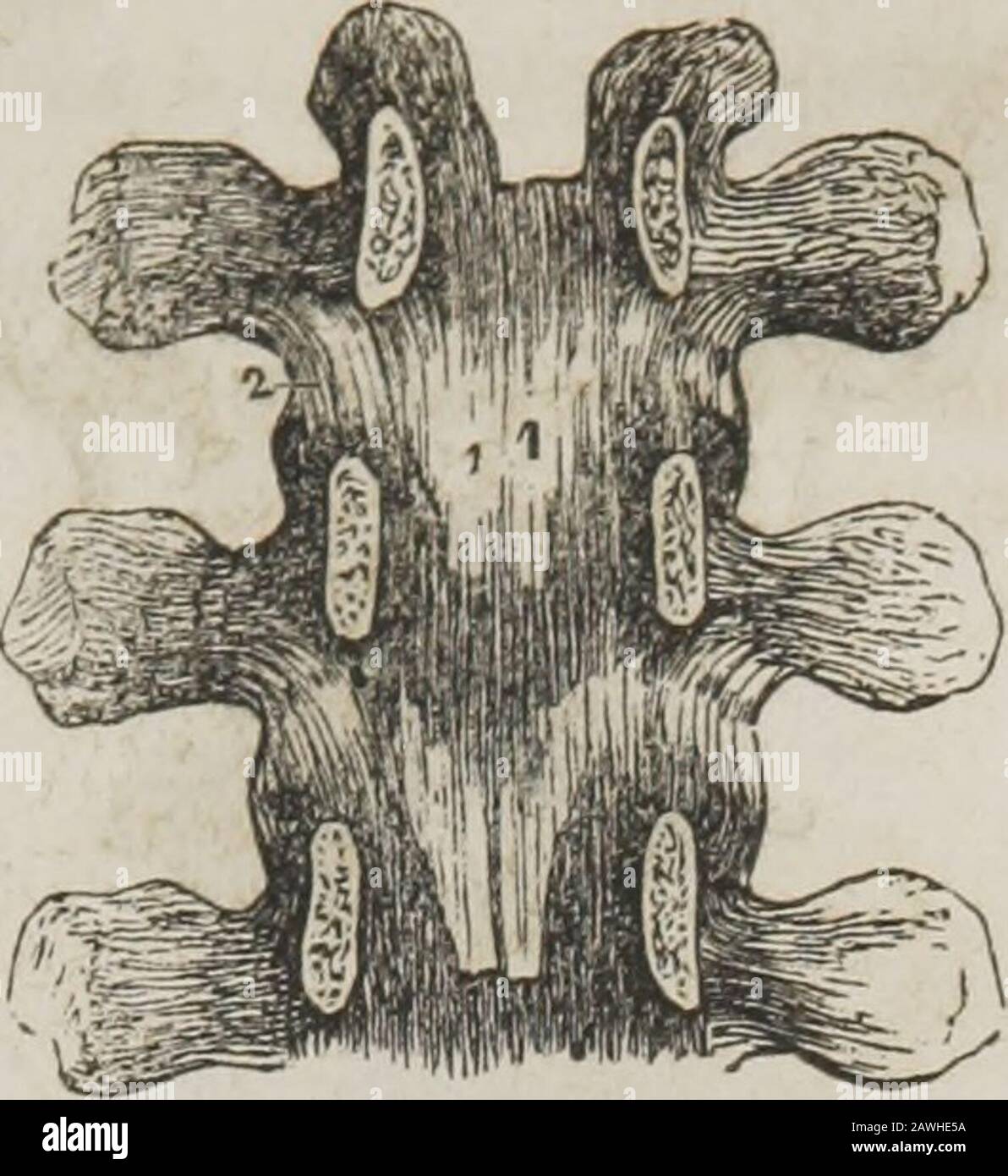 Fibrous cartilage hi-res stock photography and images - Alamy