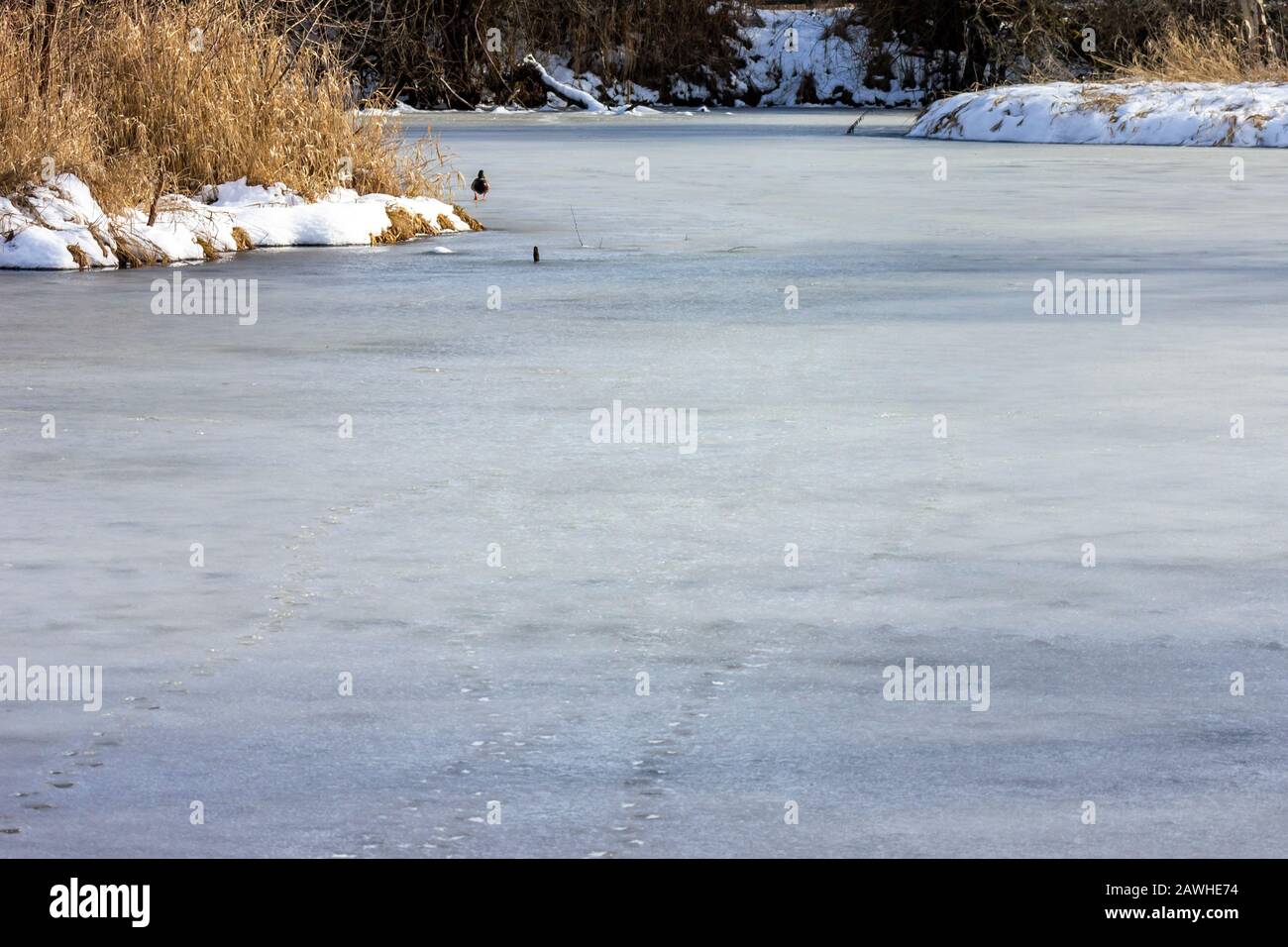 beautiful winter scene. Frozen river with blue, thick ice on top. Snow ...