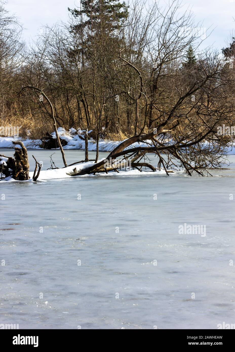 beautiful winter scene. Frozen river with blue, thick ice on top. Snow ...