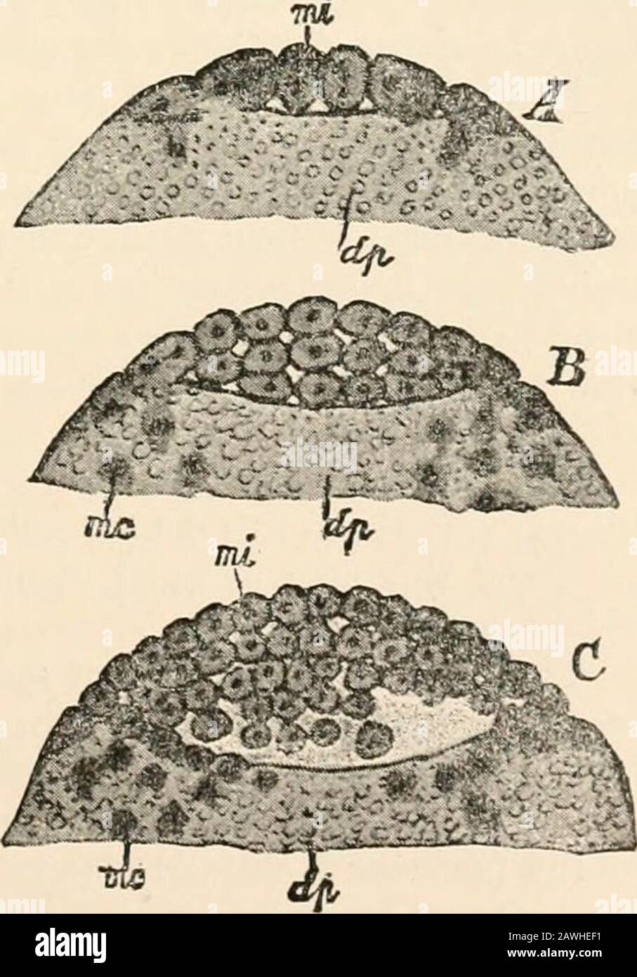 Text-book of comparative anatomy . roblastic telolecithal germ (Fig.98 ...