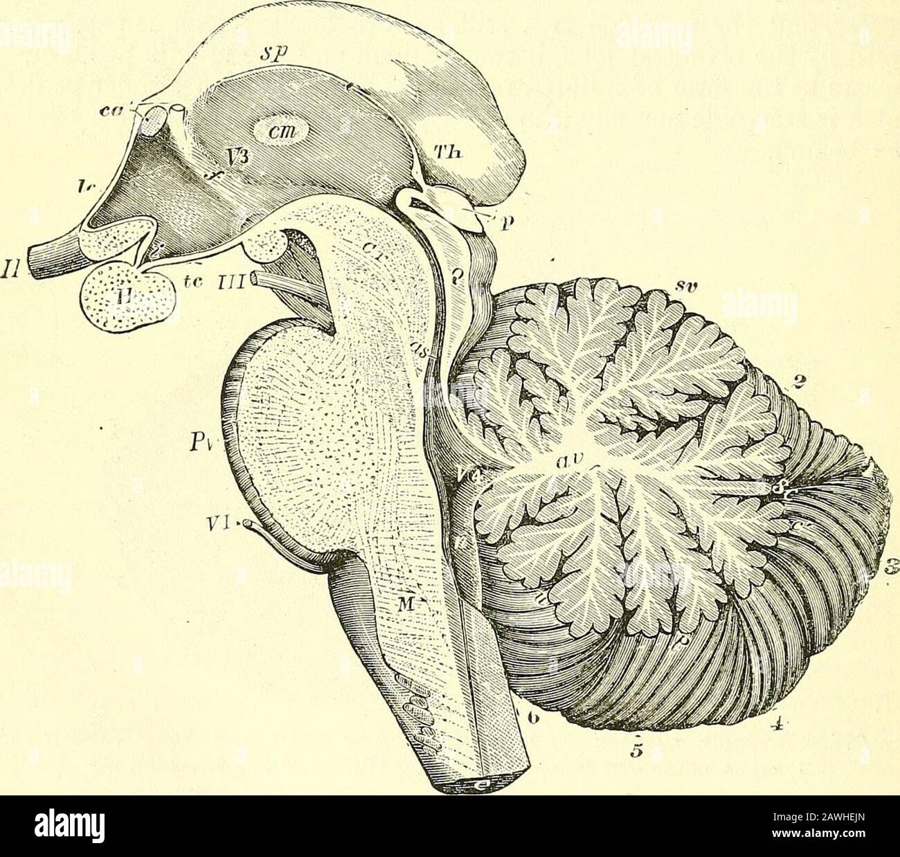 Quain's elements of anatomy . uvula (u),which is placed betvveen the ...