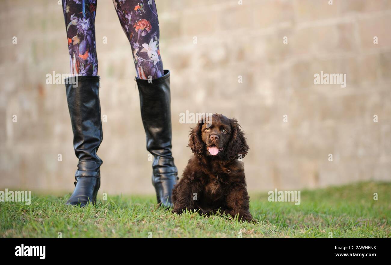 Brown Cocker Spaniel puppy dog Stock Photo - Alamy