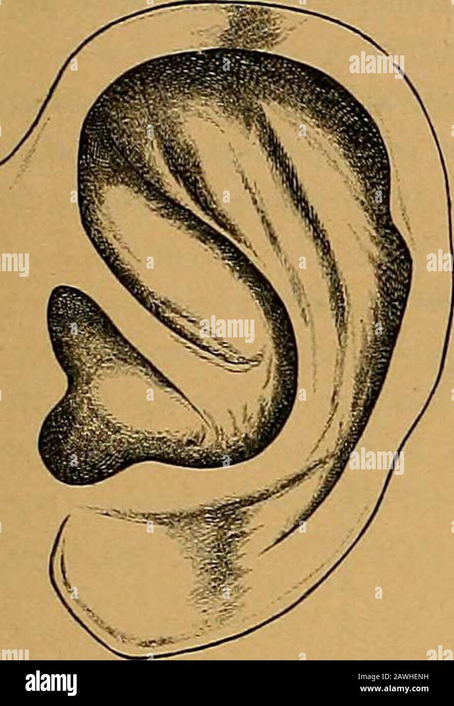 Cro magnon men hi-res stock photography and images - Alamy