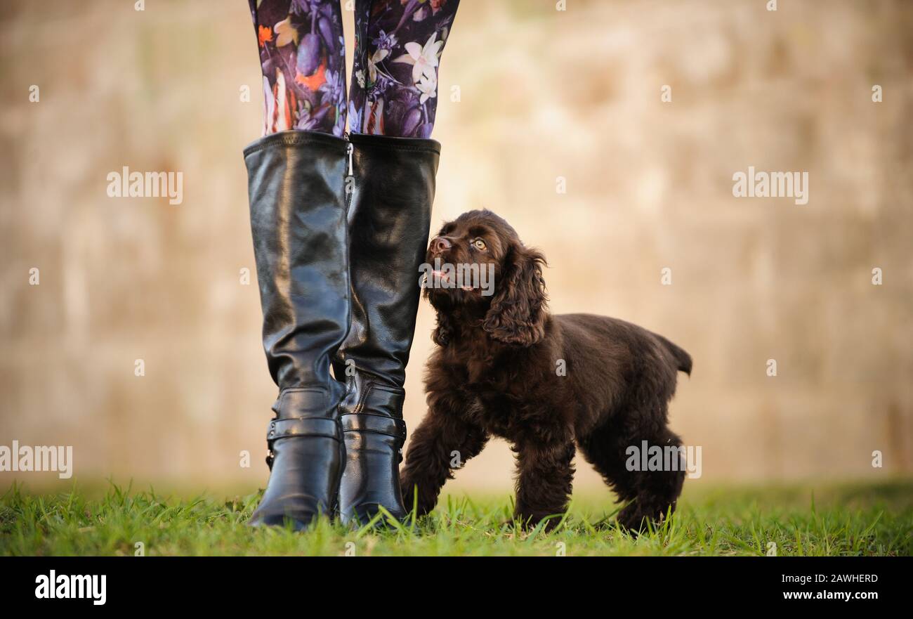Brown cocker spaniel hi-res stock photography and images - Alamy