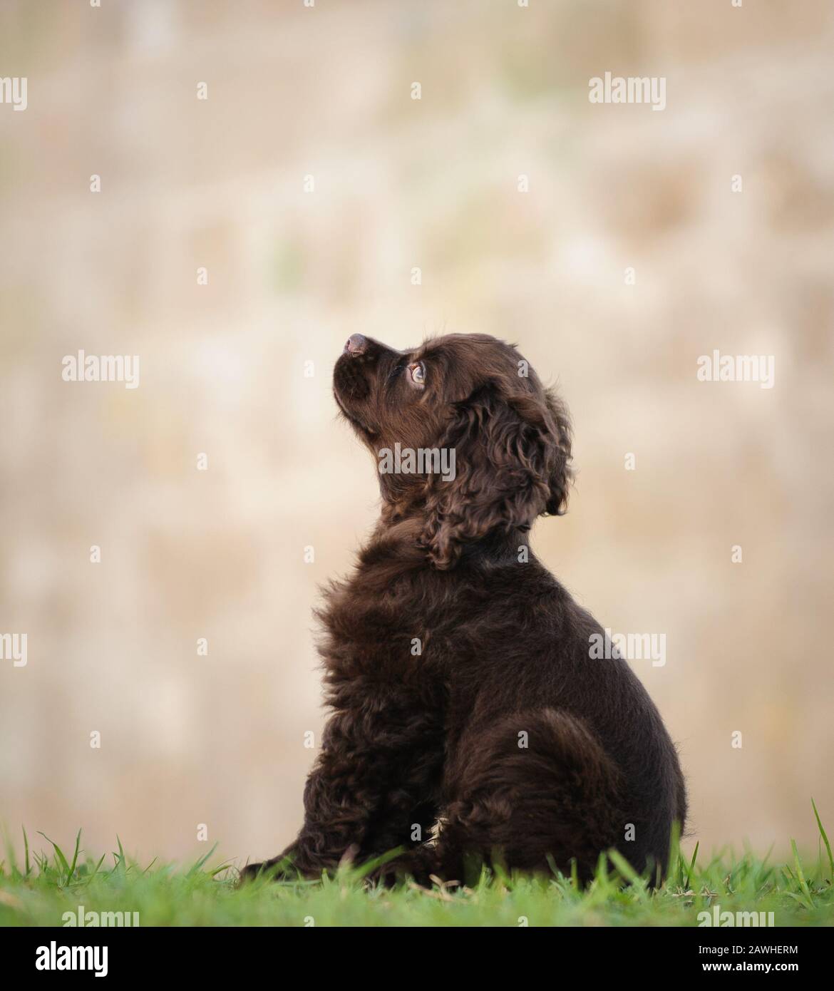 Brown Cocker Spaniel puppy dog Stock Photo - Alamy