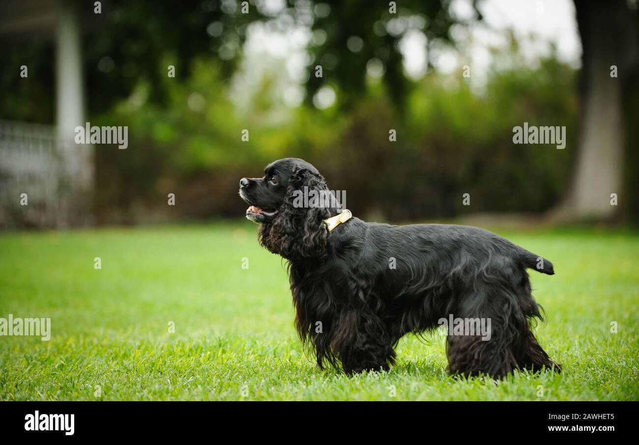 Cocker spaniel groomed hi-res stock photography and images - Alamy