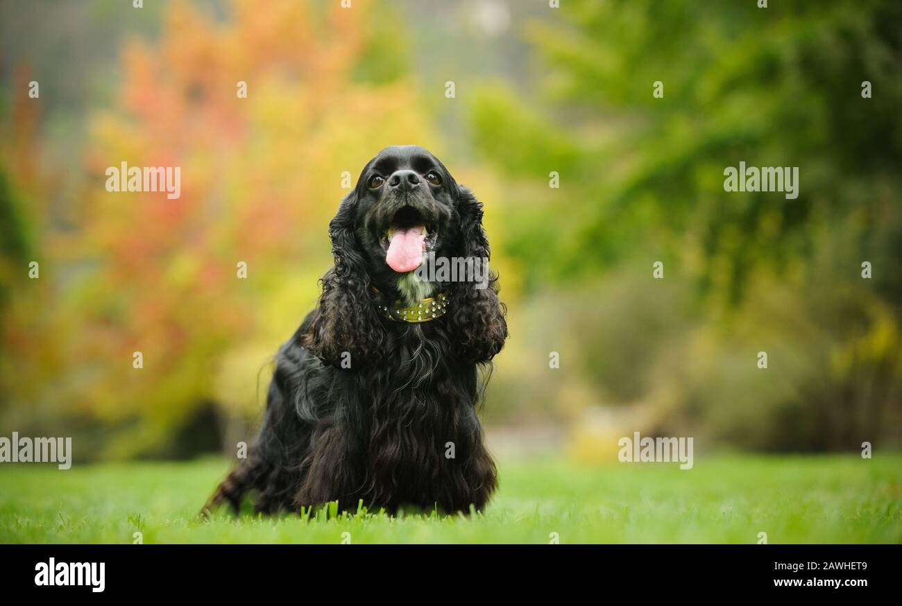 Black Cocker Spaniel Stock Photo - Alamy