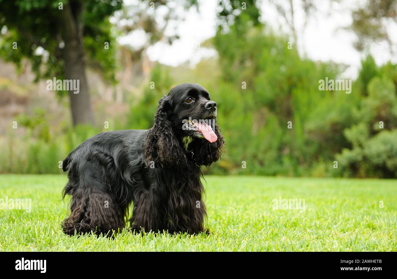 Black Cocker Spaniel Stock Photo - Alamy
