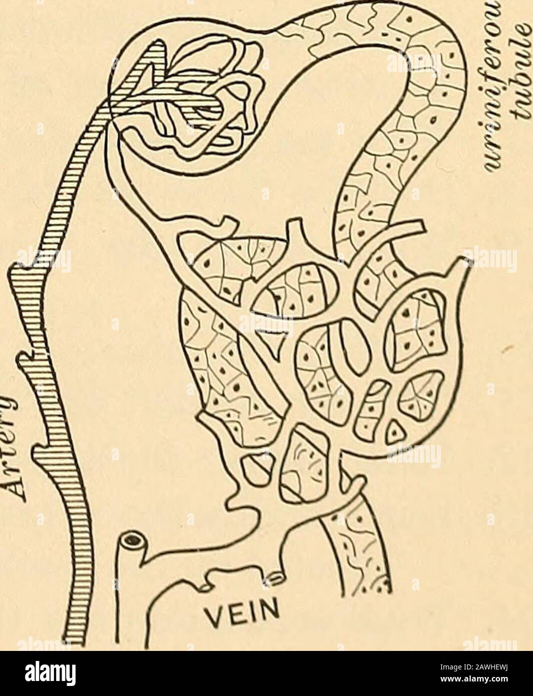 Anatomy, physiology and hygiene . mids into a cavity known as the ...