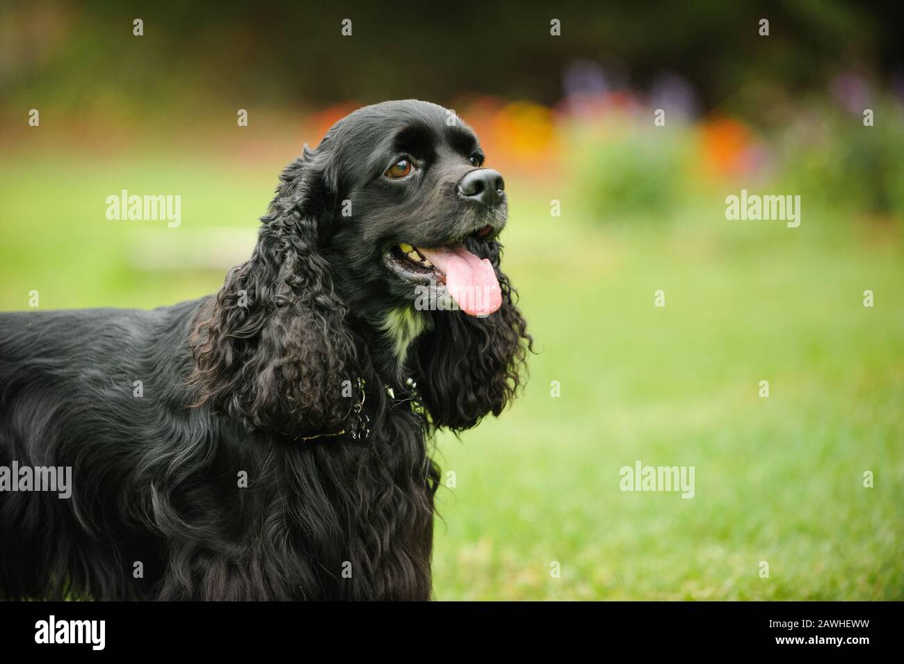 Groomed cocker spaniel hi-res stock photography and images - Alamy