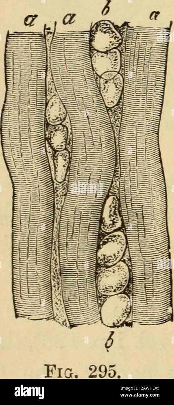 The evolution of man : a popular exposition of the principal points of ...