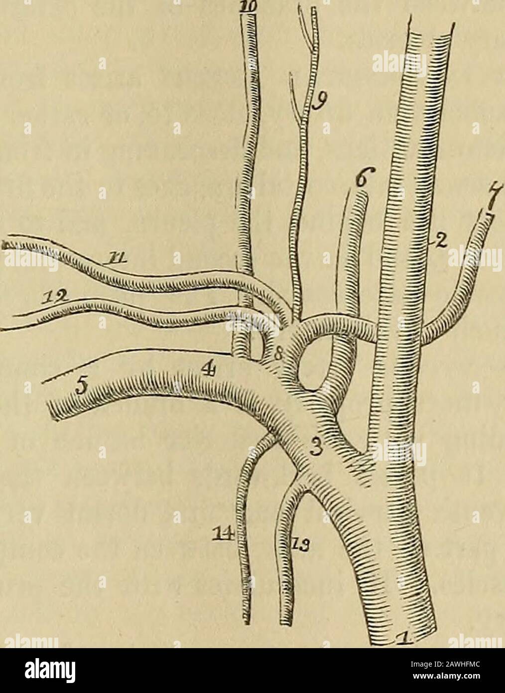 The anatomist's vade mecum : a system of human anatomy . g in the ...