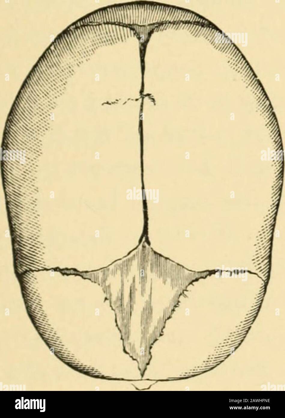 Occiput anterior hi-res stock photography and images - Alamy