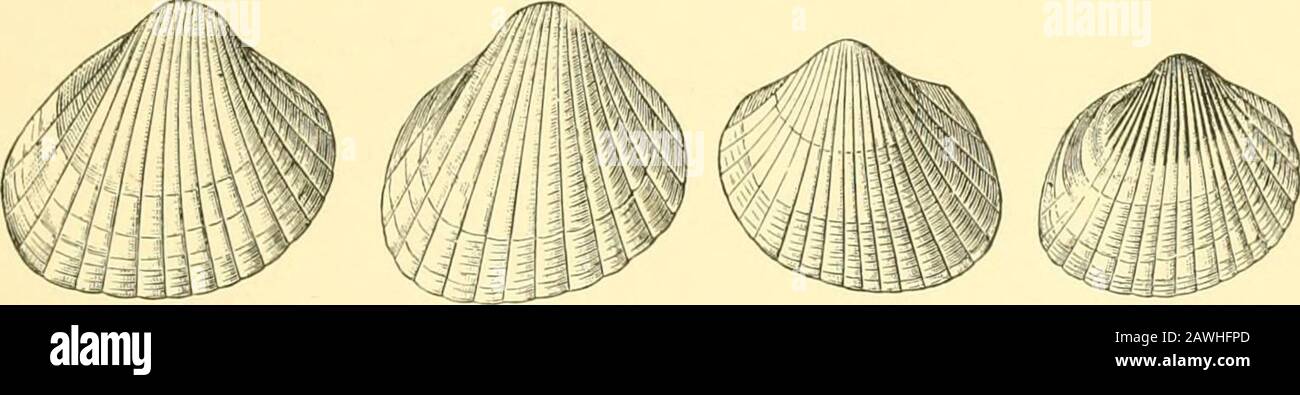 Open mouth shells hi-res stock photography and images - Alamy