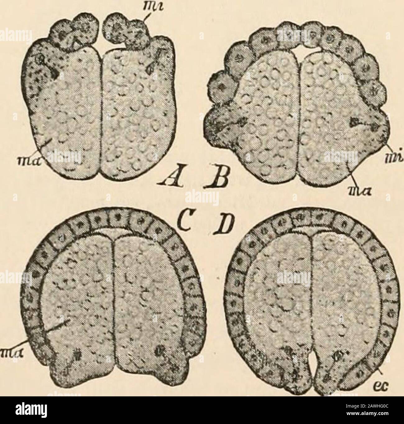 Vegetative pole hi-res stock photography and images - Alamy