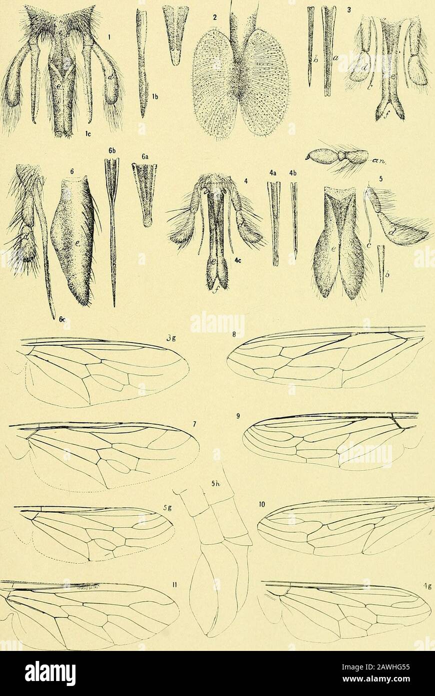 Kansas University quarterly . -eycineti, «, paraglossa, from below ...