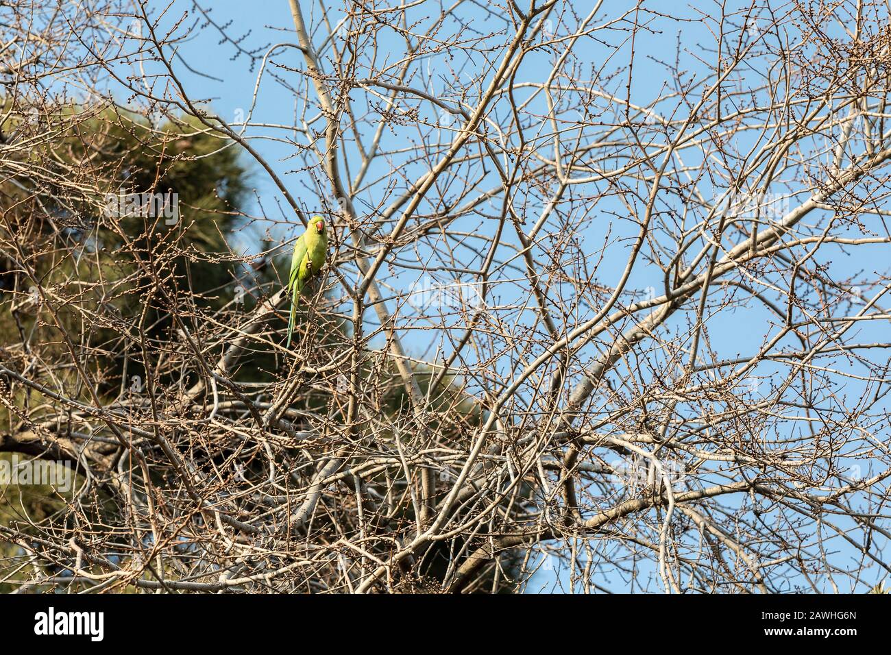 Parrot sitting on a tree of flowers hi-res stock photography and images ...