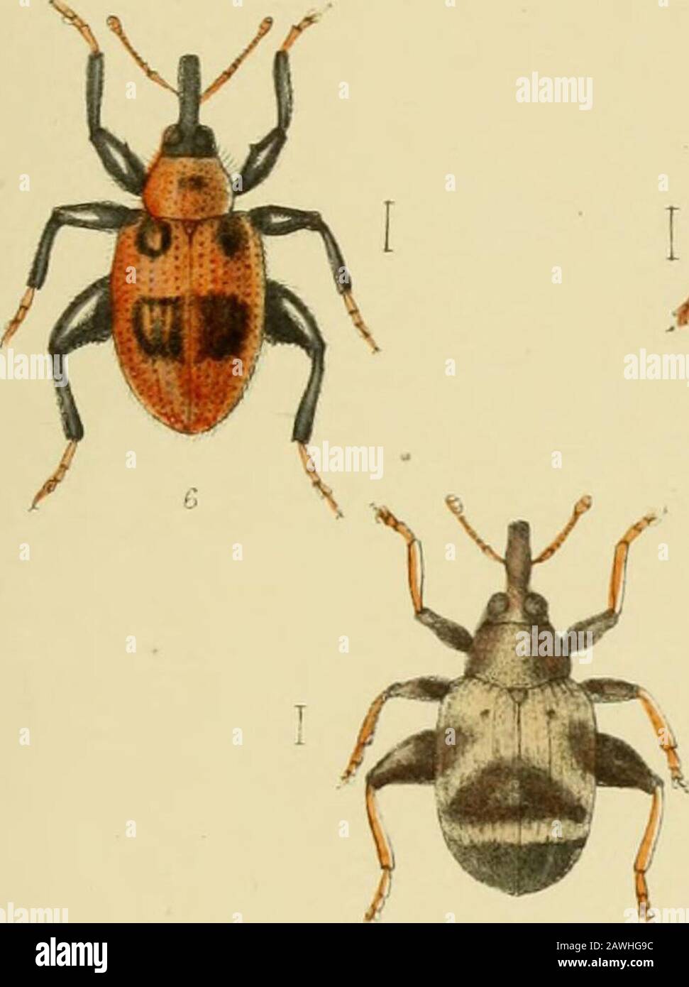 The Coleoptera of the British islandsA descriptive account of the ...