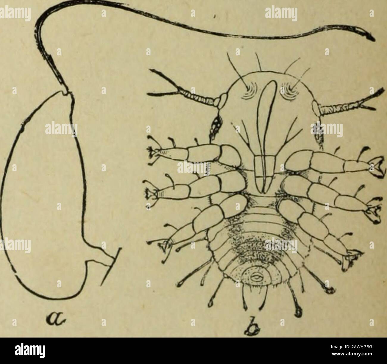 Body tapers hi-res stock photography and images - Alamy