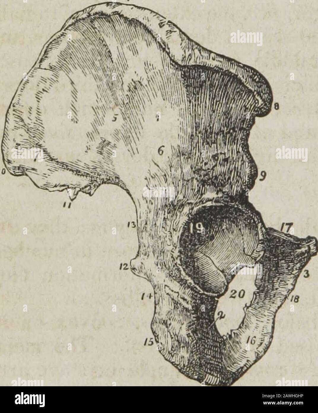 A system of human anatomy, general and special . rior and posterior ...