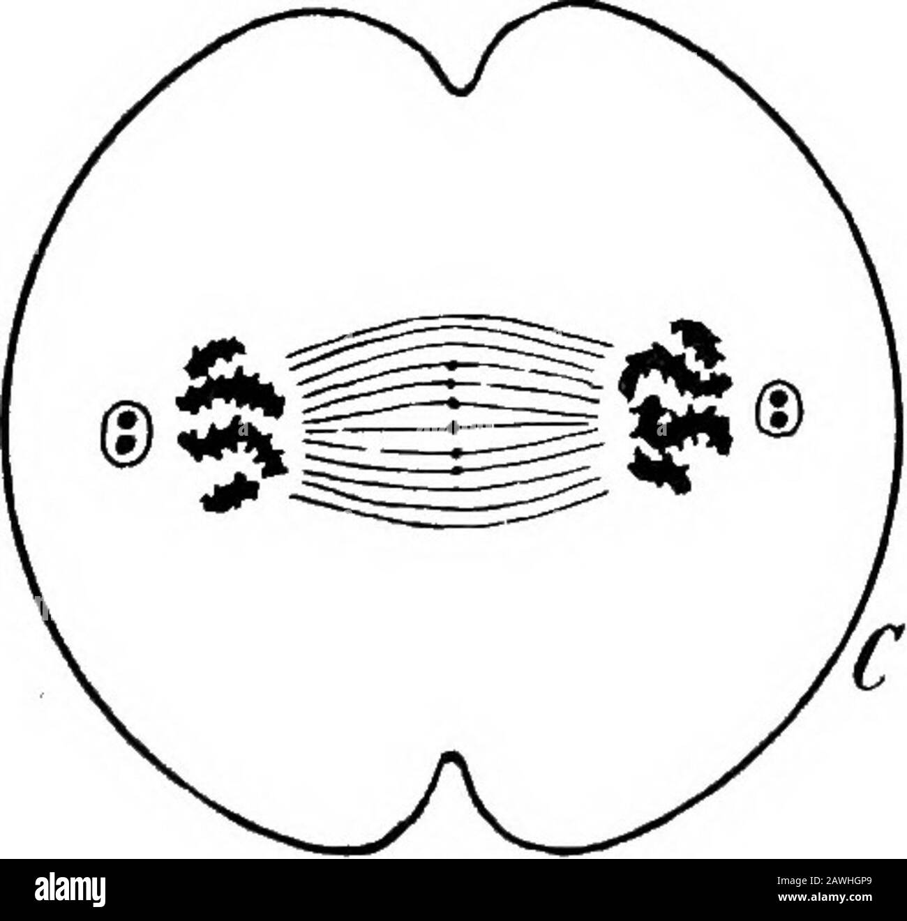 The development of the human body; a manual of human embryology Stock ...