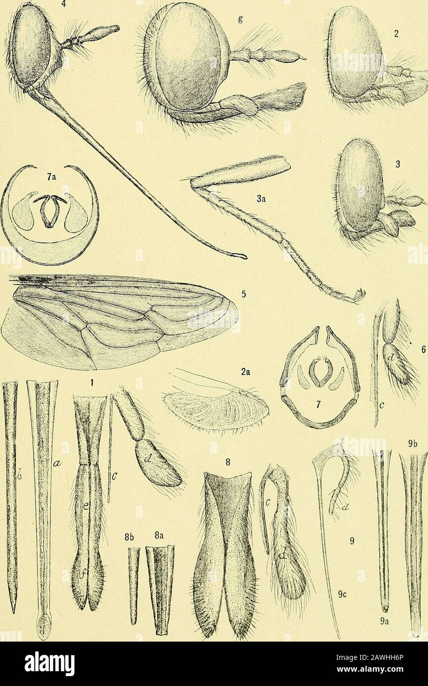 Kansas University quarterly . - .n ^%Jf PLATH; IX. Fig. I. Af)iocera ...