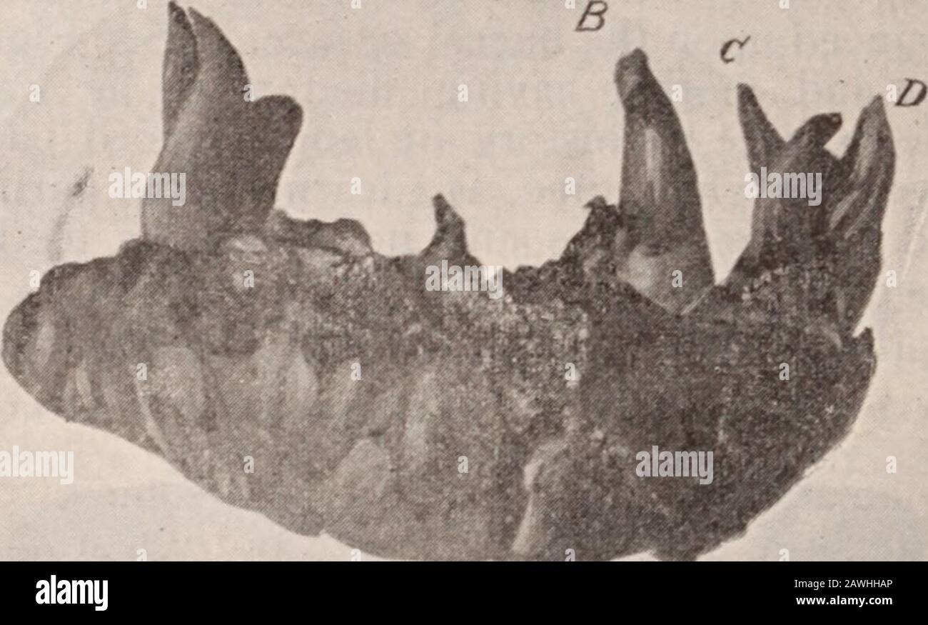 Dental cosmos . 454 THE DENTAL COSMOS. smooth, presenting no abnormal ...