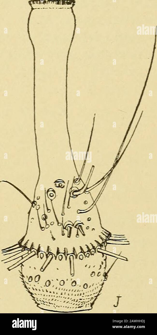 Tarsal plate hi-res stock photography and images - Alamy