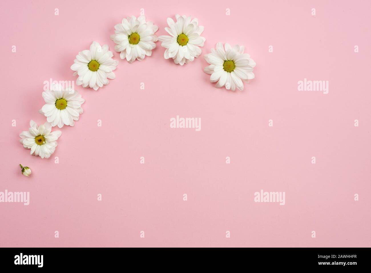 Minimalistic pink background with chamomile heads and copy space ...