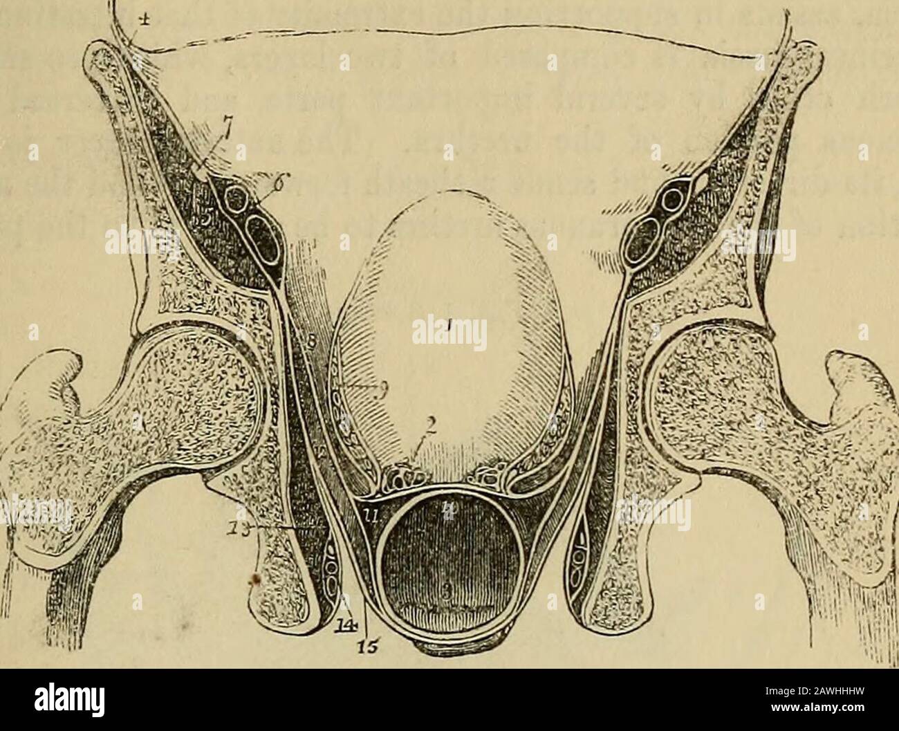 The anatomist's vade mecum : a system of human anatomy . is, it ...
