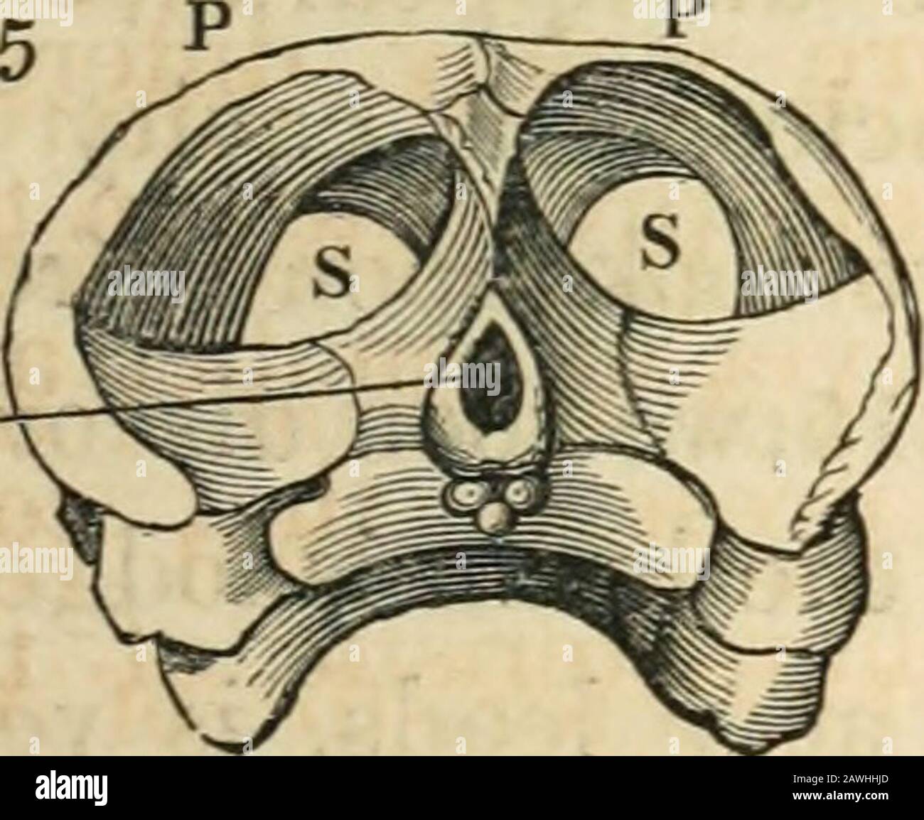 Occipital condyle hi-res stock photography and images - Alamy